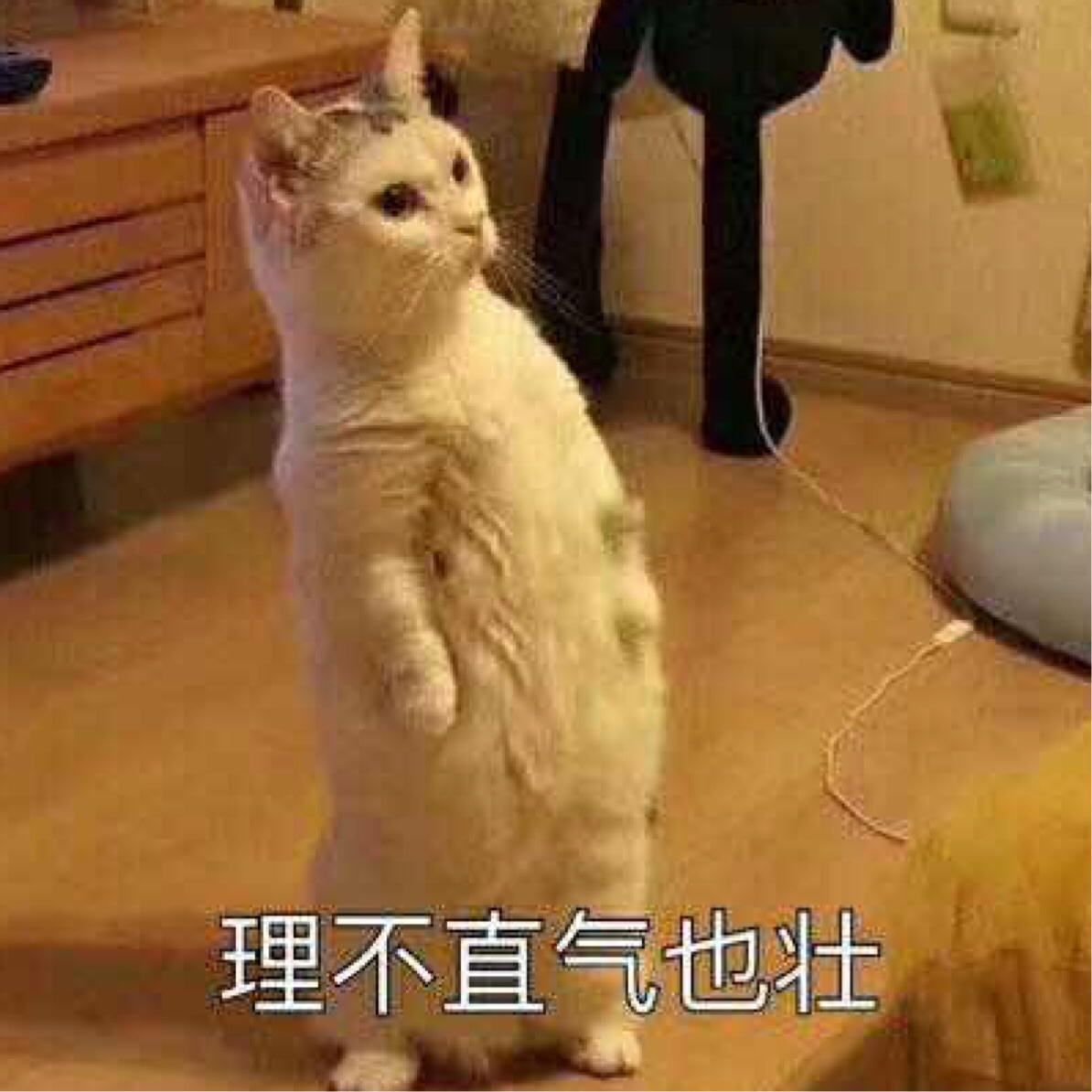 微笑的猫大哥 