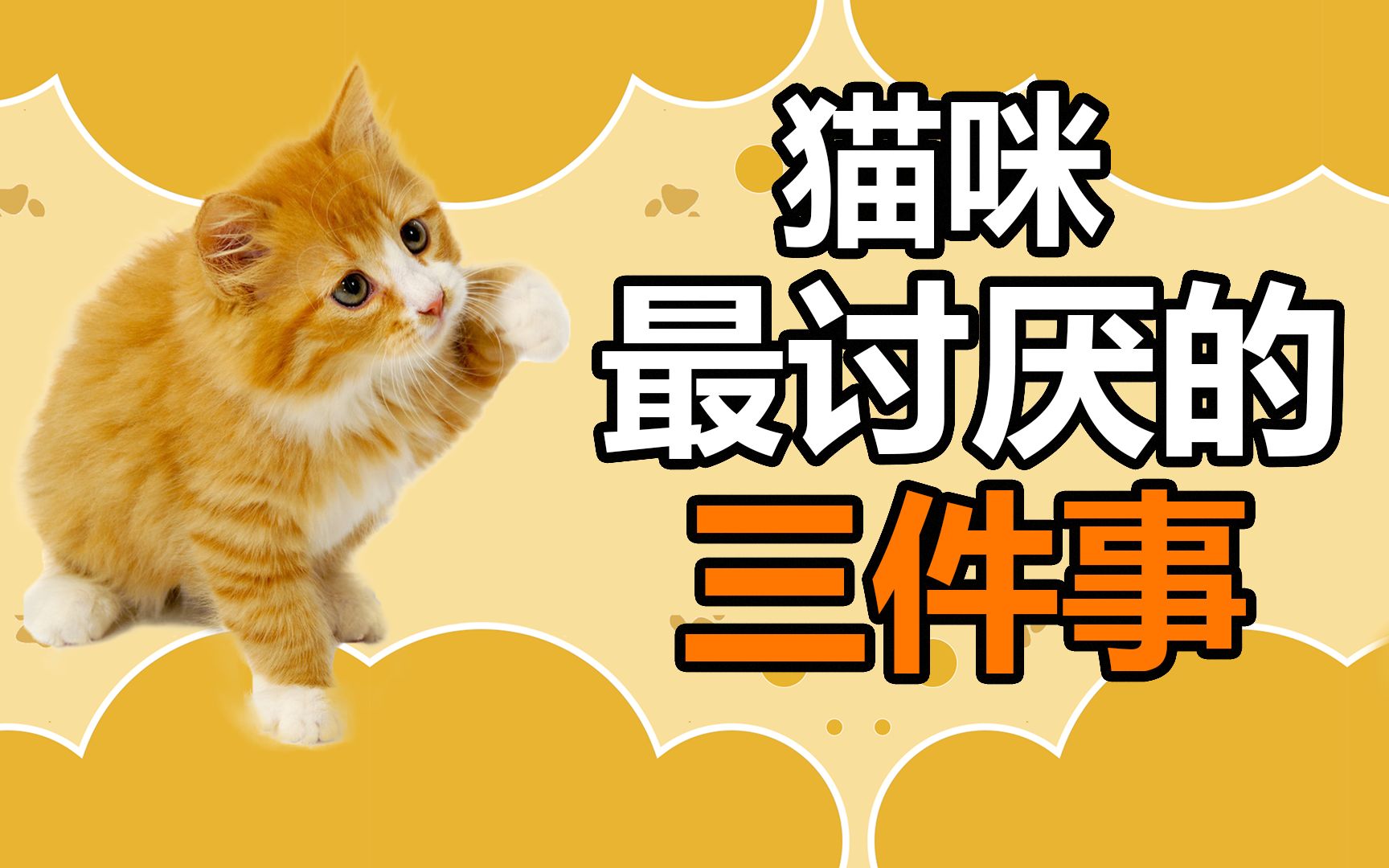 宠物冷知识:猫咪非常讨厌的三件事,你有中枪吗?