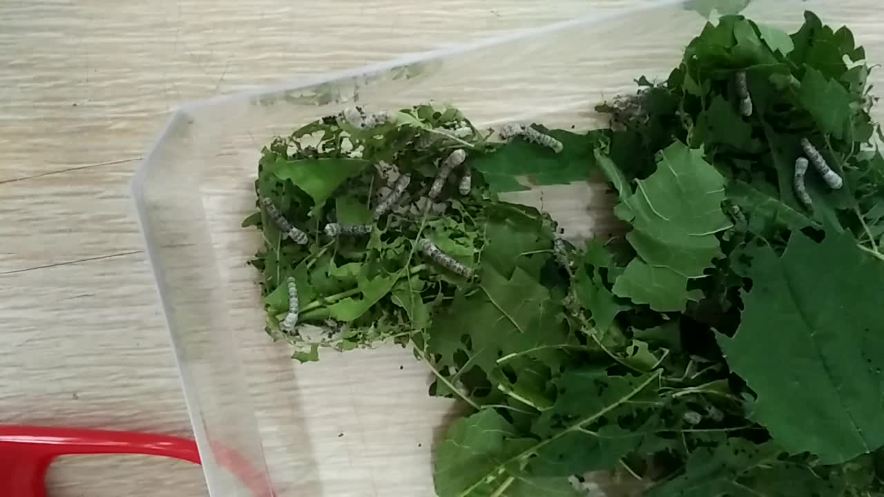 蚕宝宝是生病了吗?怎么不吃东西?还一动不动