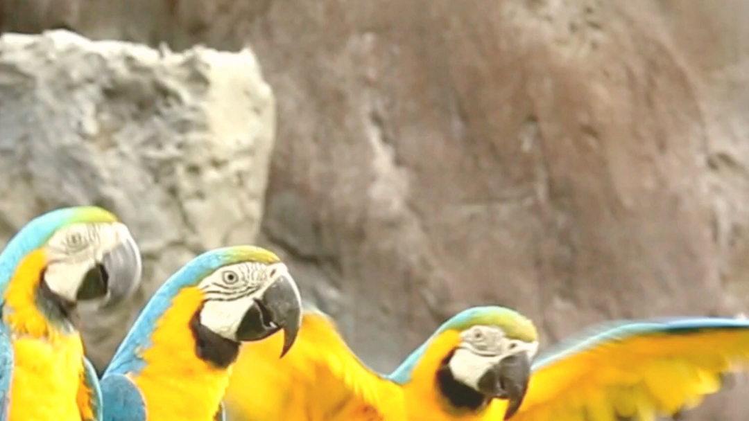 动物“总动员”,记得关注一下哦