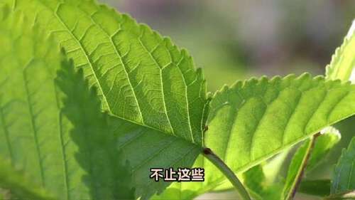 桑叶泡水竟有这5大神奇功效!90%人不知道的自然养生秘方