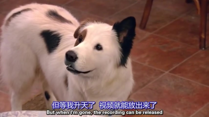 狗狗博客(第二季),快乐学英语