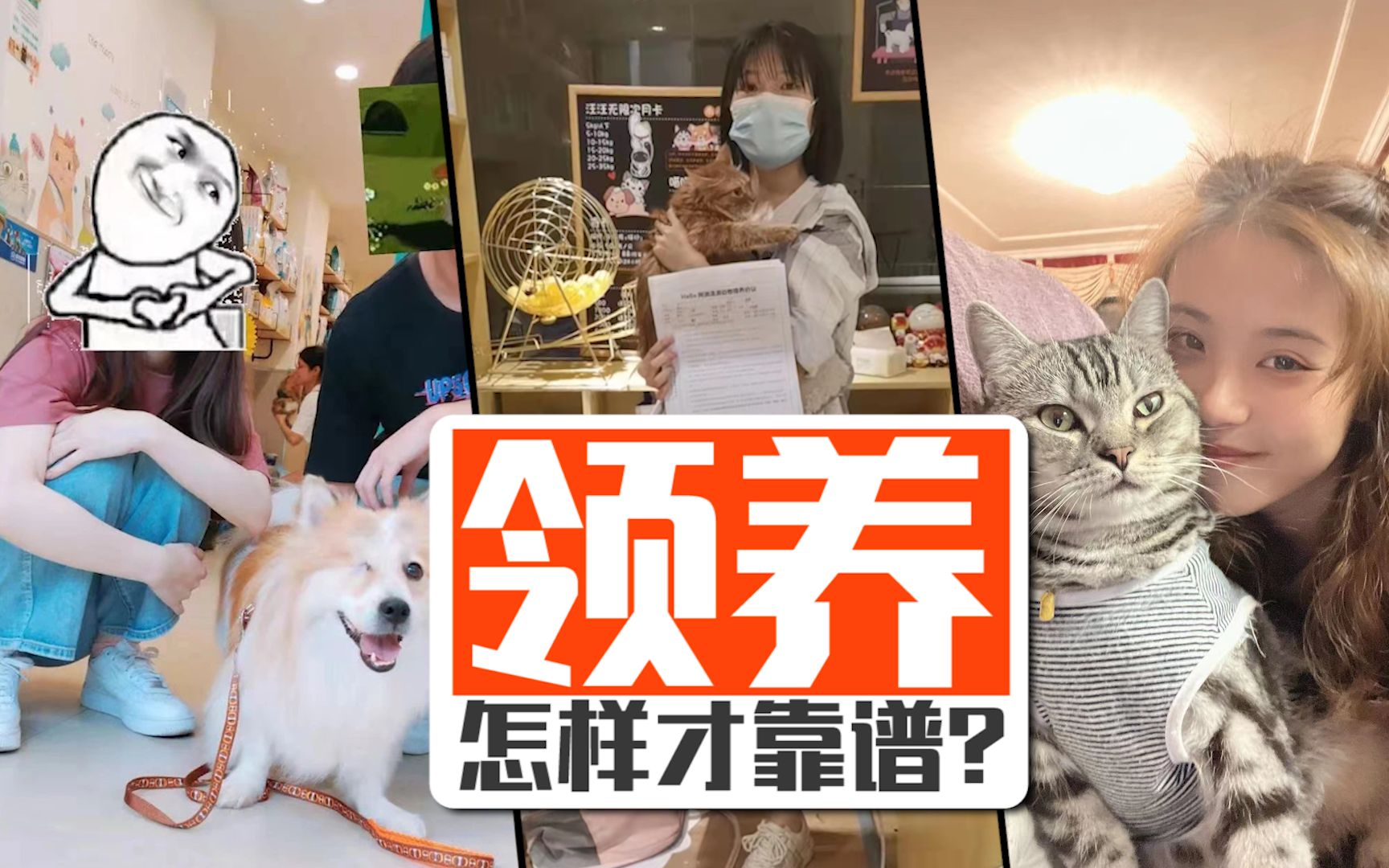 如何靠谱地领养or送养一只小动物?阿派正规化领养流程分享