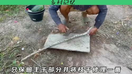 99.利用西瓜快速培育芒果树的种植小技巧 种植小技巧