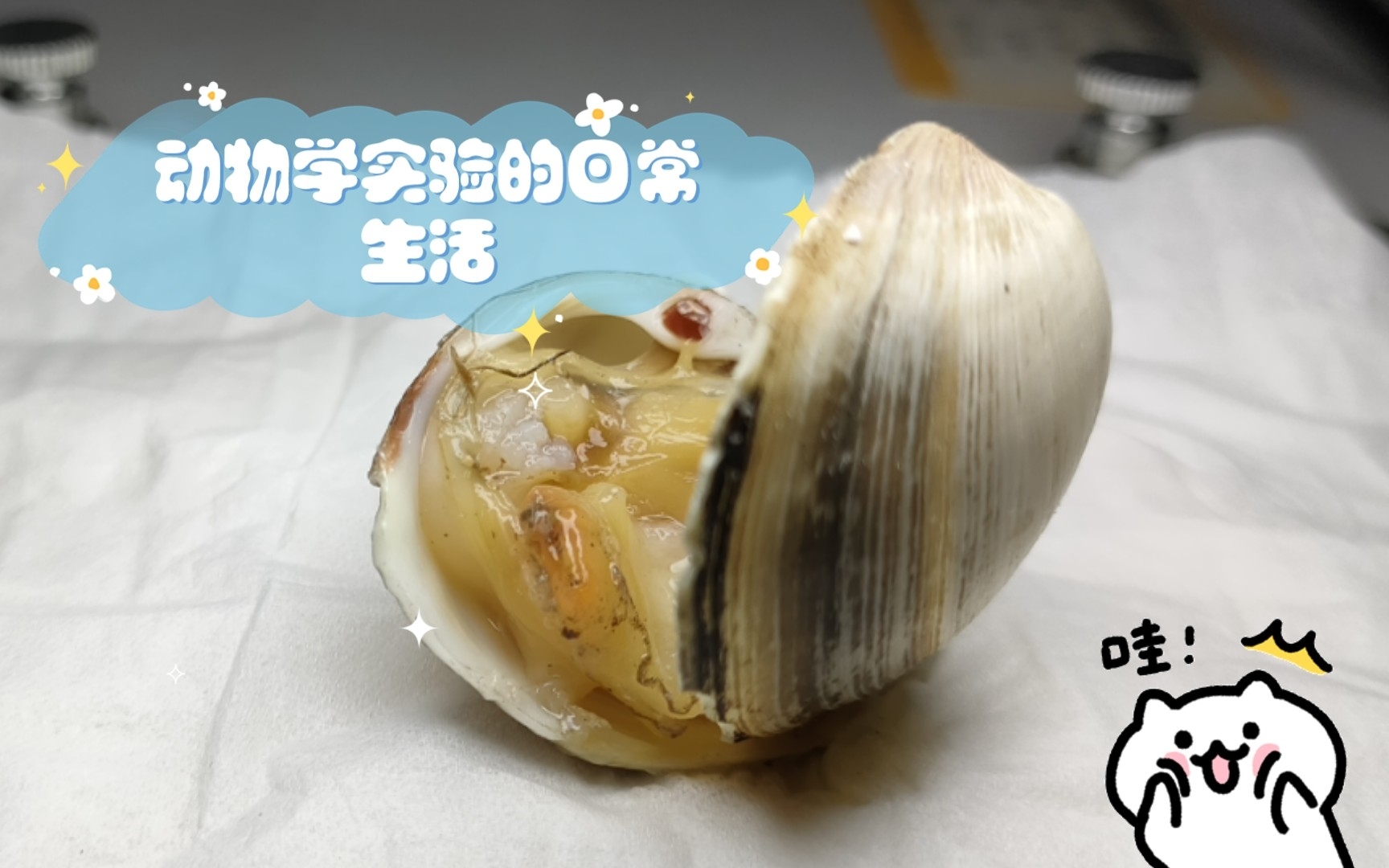 蛤蜊跳动的心脏