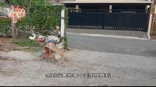 巨型大灰狗VS小黄狗的绝地反击!看这身手,谁怕谁 动物世界搞笑瞬间
