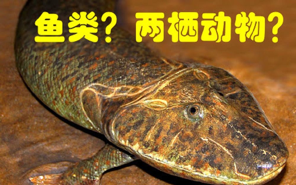 提塔利克鱼:鱼类与两栖动物的过渡|最古老的“手”与“脖子”|地球...