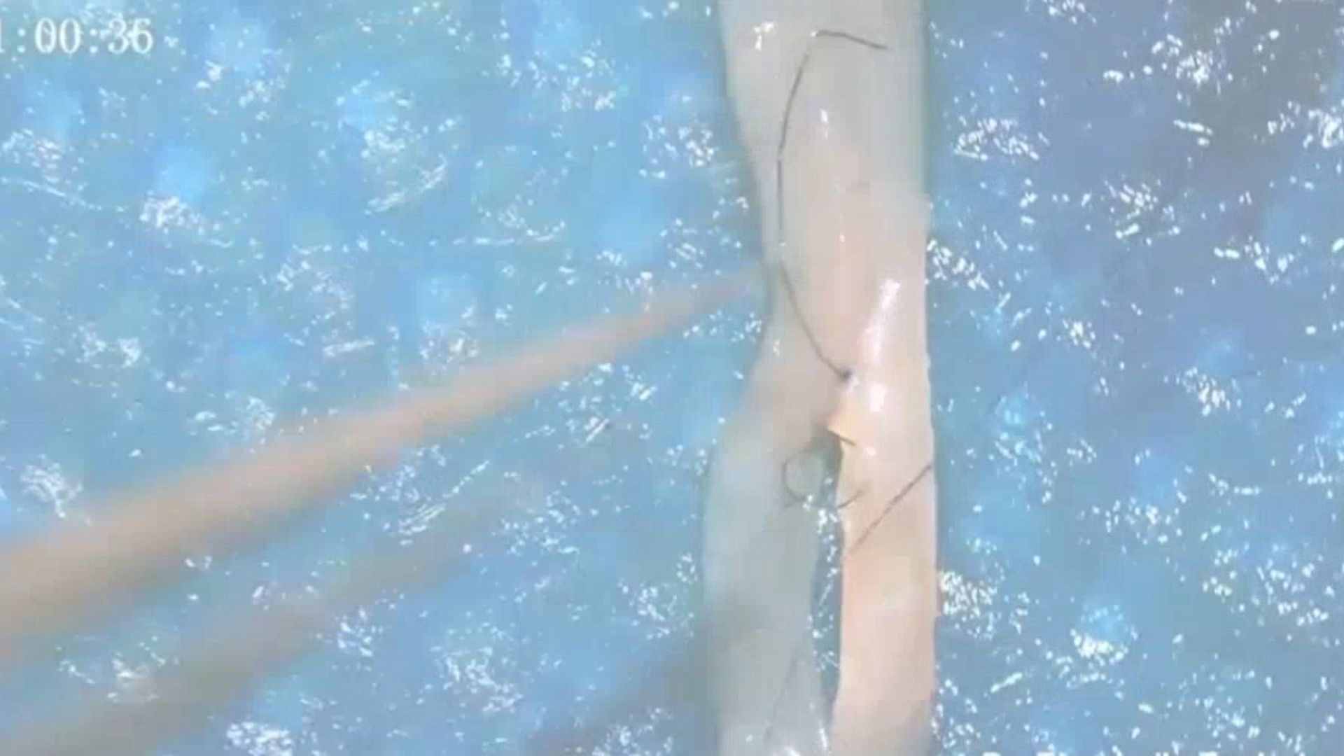 5.鸡中翅血管侧侧吻合