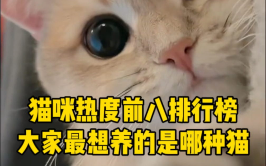 猫咪热度前八排行榜,大家最想养哪种猫