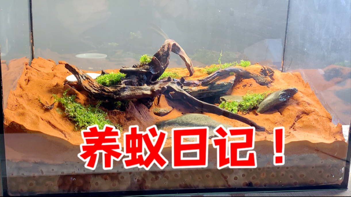 现实版上帝模拟器:猎镰猛蚁日记!开缸!