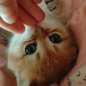 啊梅考公日记 