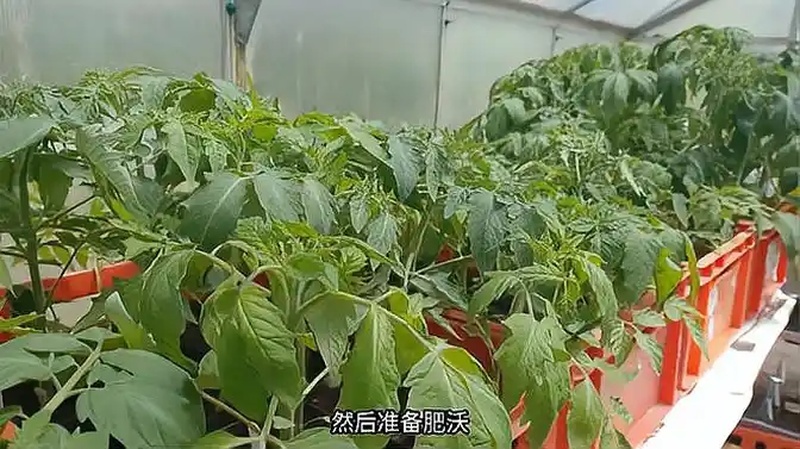 轻松掌握西红柿种植,收获健康与乐趣