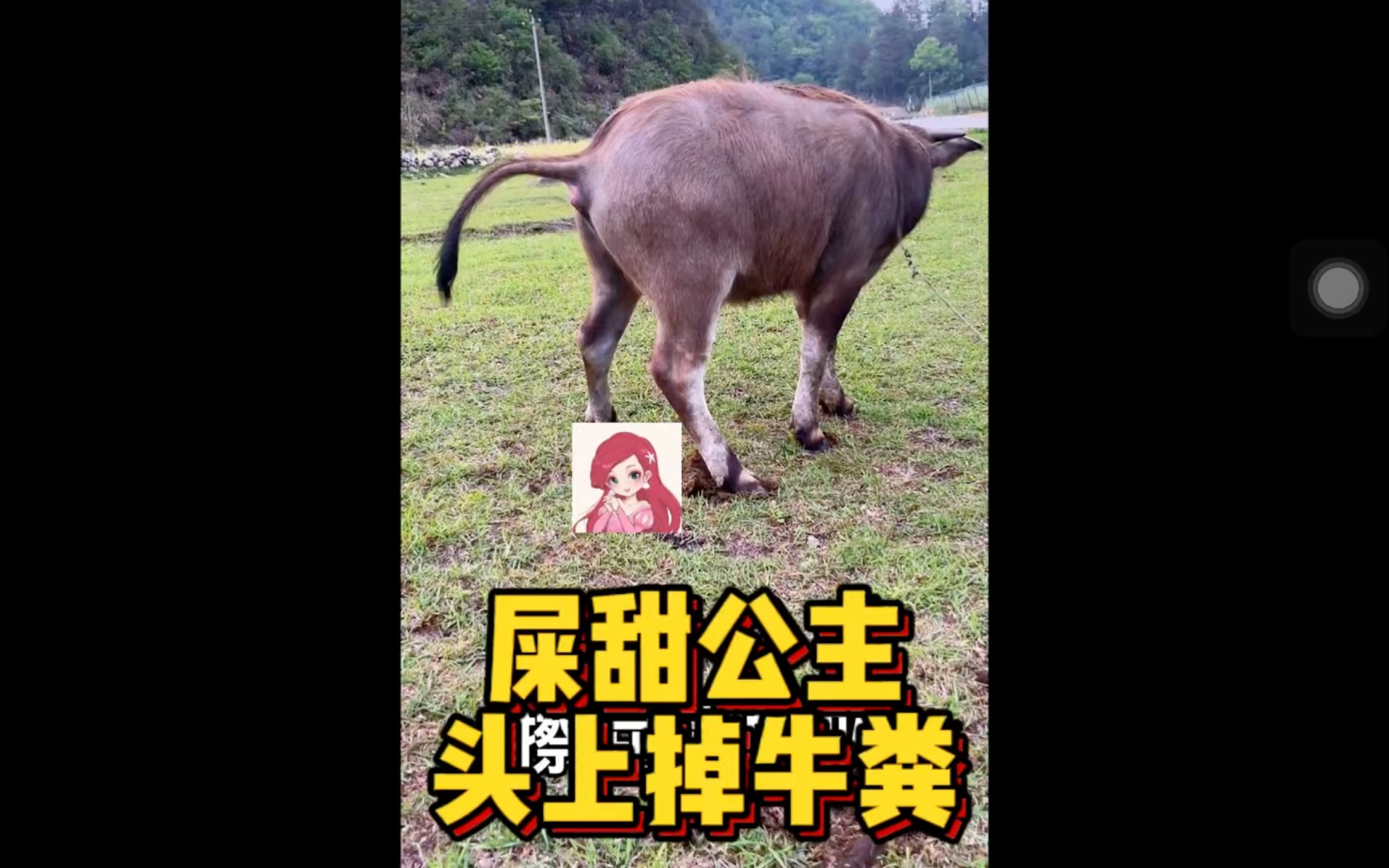制裁屎甜公主(屎甜公主头上掉牛粪)
