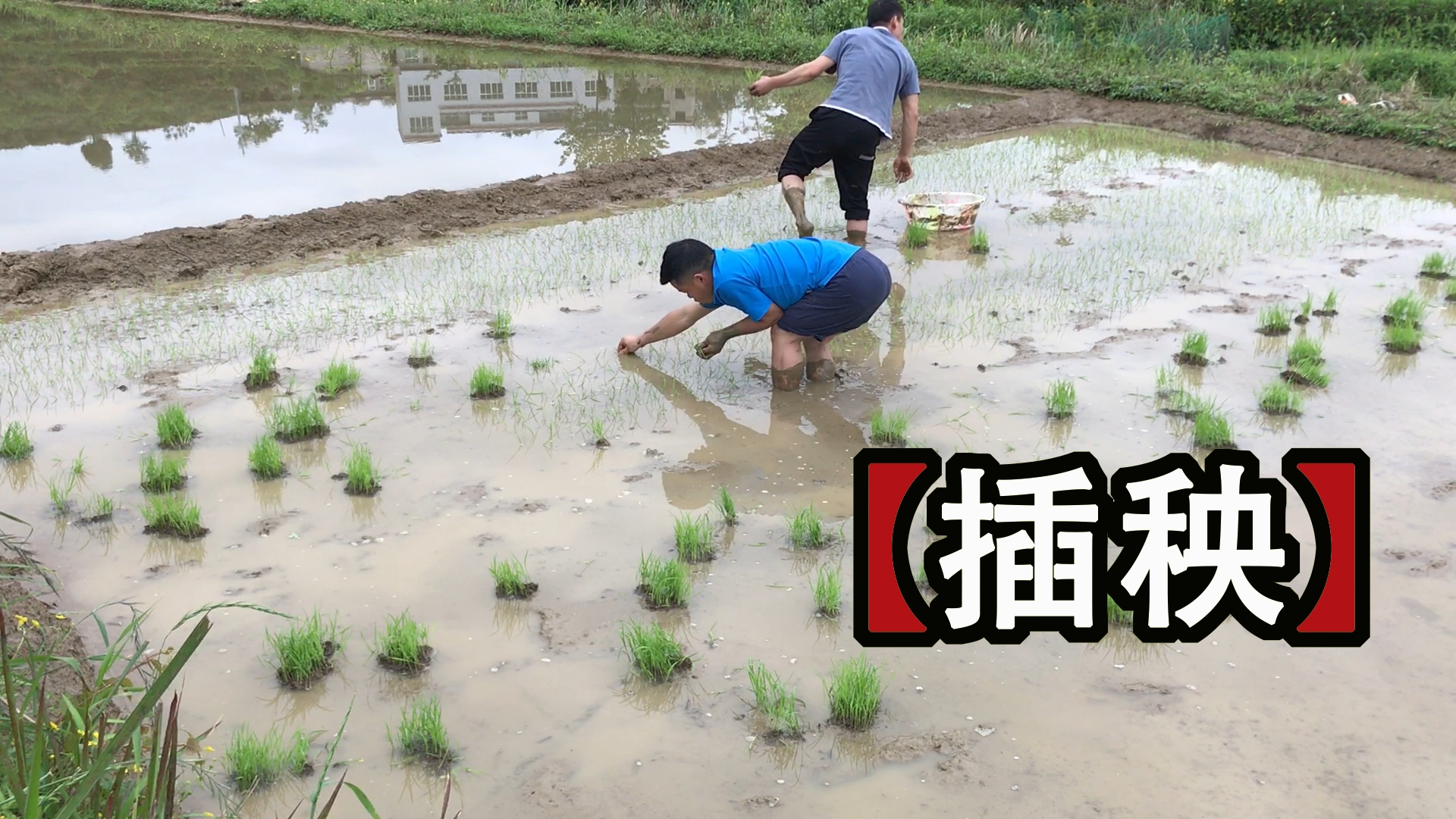 【农耕水稻】在农村是如何插秧的?全人工操作,一天能插数万株!#杂交...