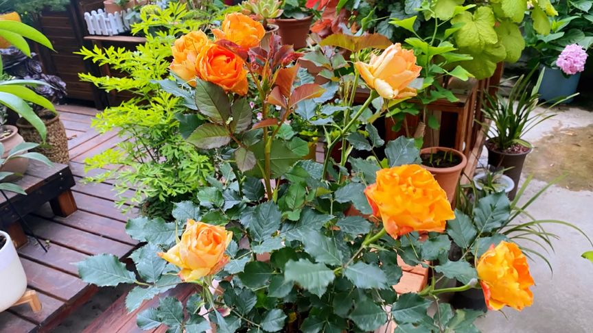 月季花火焰,把月季的优点都集于一身