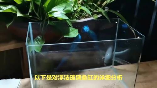 揭秘浮法玻璃鱼缸:5步打造清澈如水晶的梦幻水族世界!