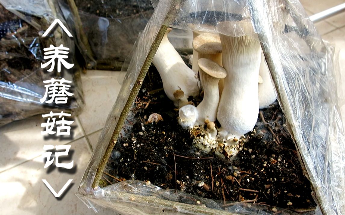 阳台蘑菇养殖:终章