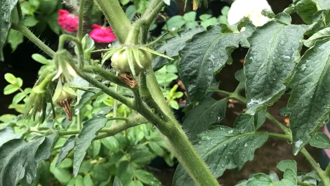 ...膨大了～开心～吃上自己种的番茄指日可待了!树莓也开始成熟了～