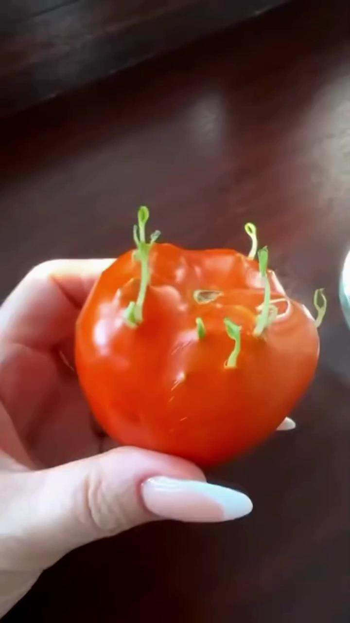 胎萌现象,不是科技更不是狠活。果实内部脱落酸减少造成的种子萌发#...