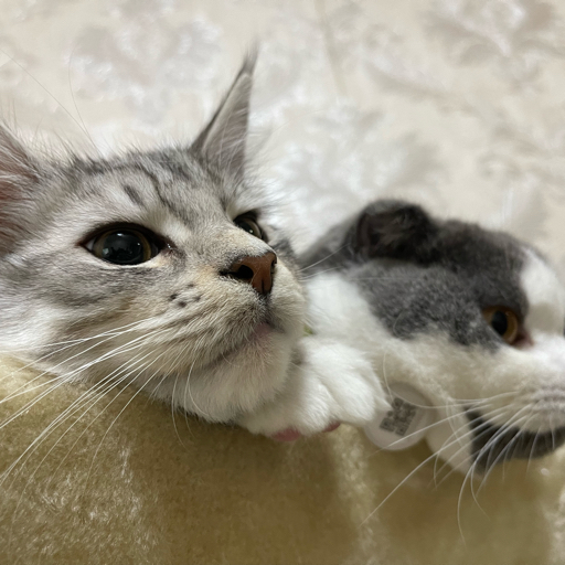 落叶酱 
