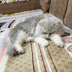 张三水_miao 