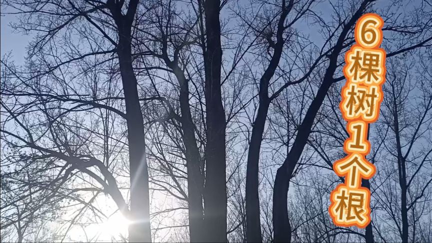 1962年人工种植的森林还在!6棵树竟然长在了一起~