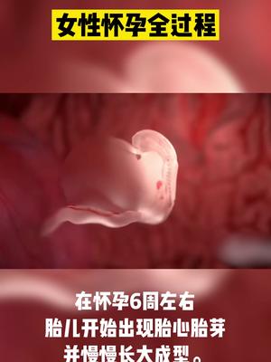 姐妹们,3D动画给你演示一下你怀孕的过程