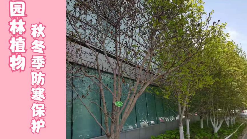 园林植物秋冬季防寒保护,植物冻害发生的相关因素