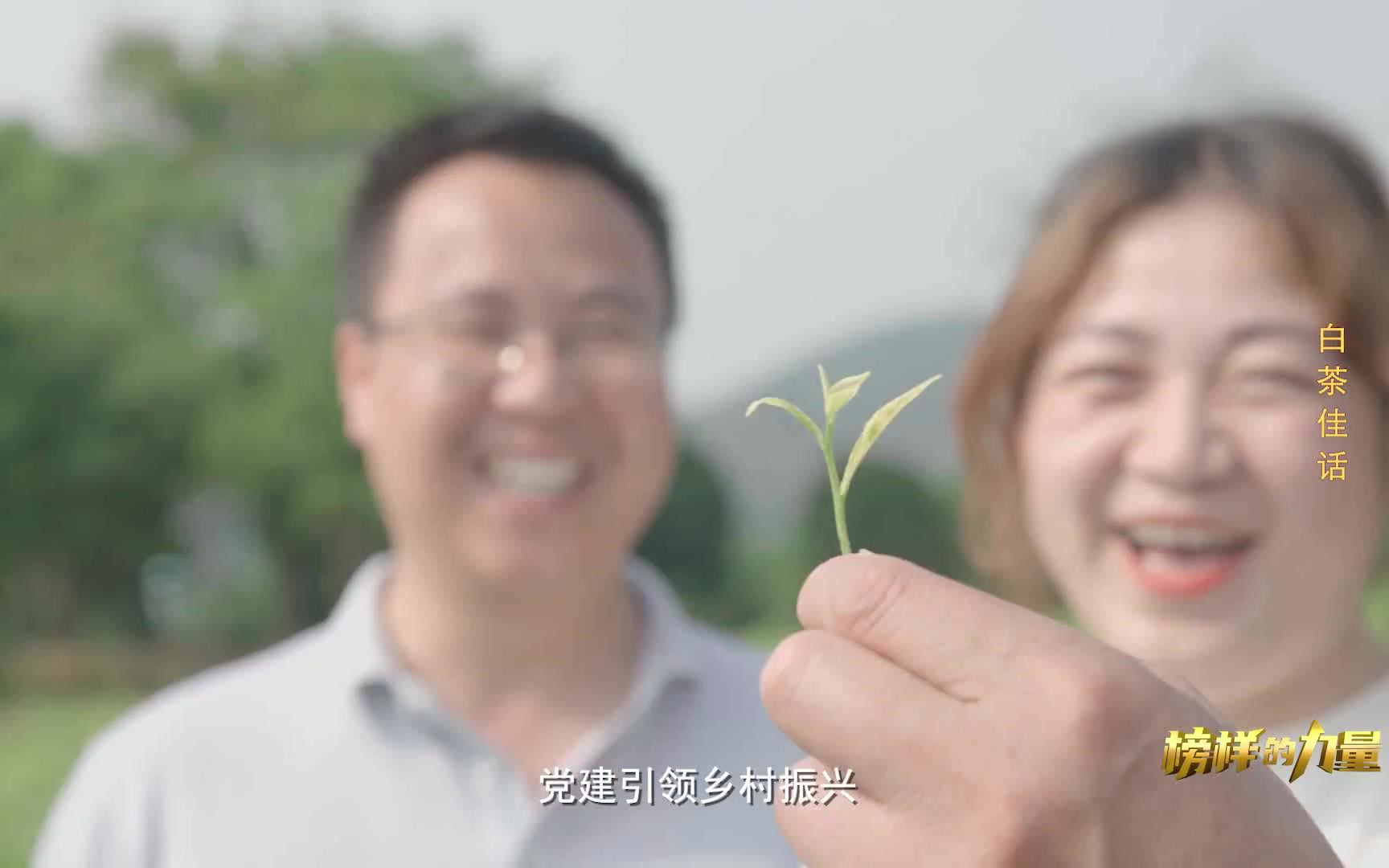 榜样的力量:白茶佳话
