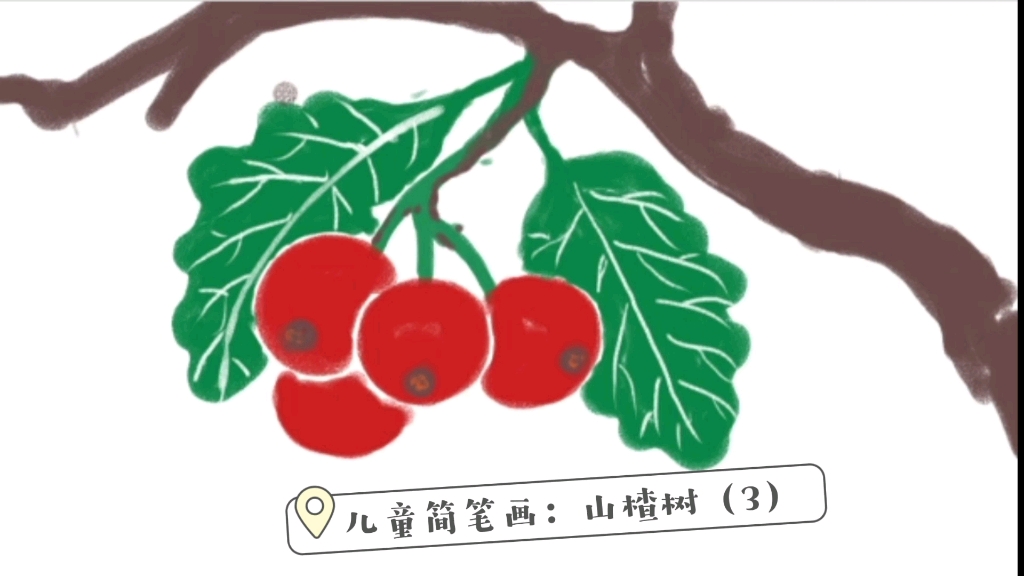 儿童简笔画:山楂树(3)