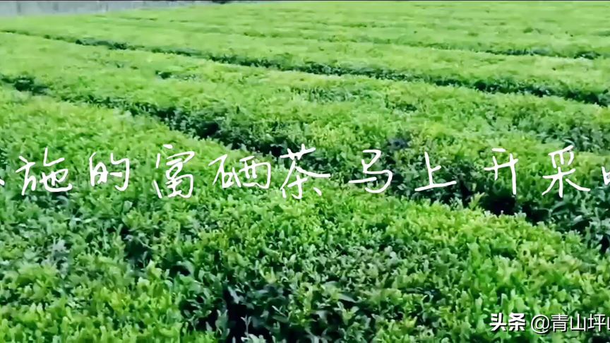 家乡的富硒茶马上上市了,喜欢喝茶的朋友留意哦