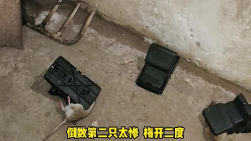倒数第二只太惨,梅开二度!