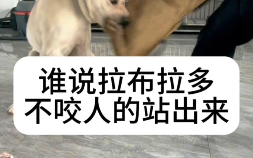 强势咬人护食拉布拉多