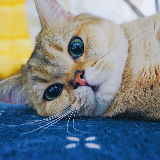 小刀读书 