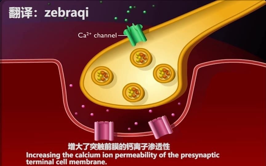 【中字|生理学】神经-肌肉接头的兴奋传递