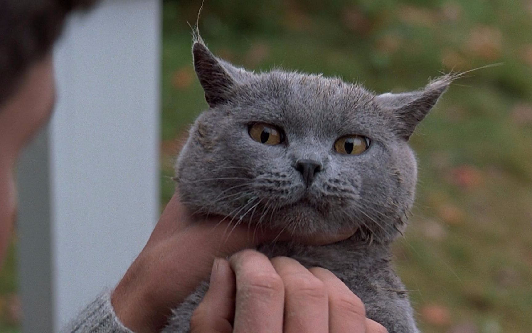 【水母电影】3分钟看懂恐怖片《宠物坟场》看完壹家人遭遇感觉再也...