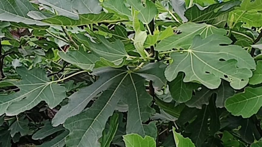 无花果己经结果了,期待着成熟,好怀念儿时的记忆。