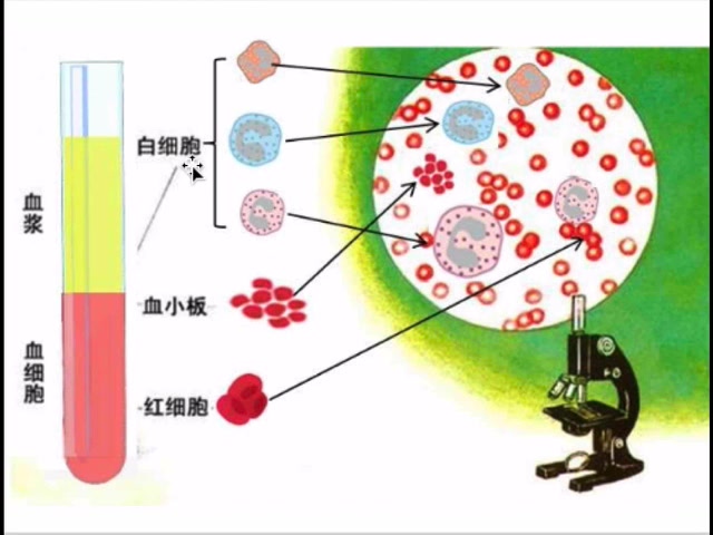 ...Kids | human body | blood | 儿童科普小视频 |17奇妙的人体 血液 Part1