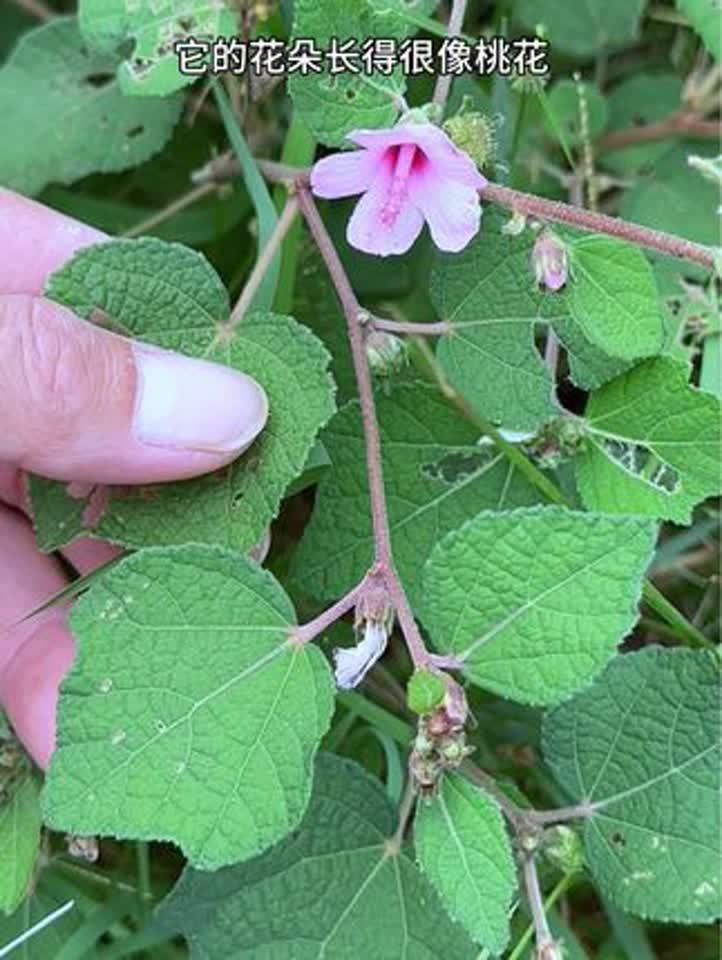 地桃花,粉红花朵和桃花相似,农村人常在野外采它的根和茎 植物科普