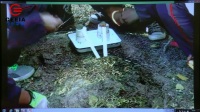 探究蚂蚁的通讯-汪国元-新疆