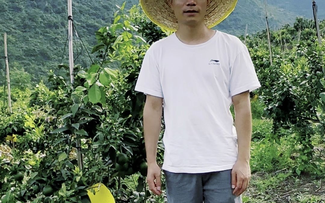 「种植秘籍」果冻橙树上挂黄板的作用?