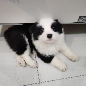 仪琬汤圆是边牧呀 