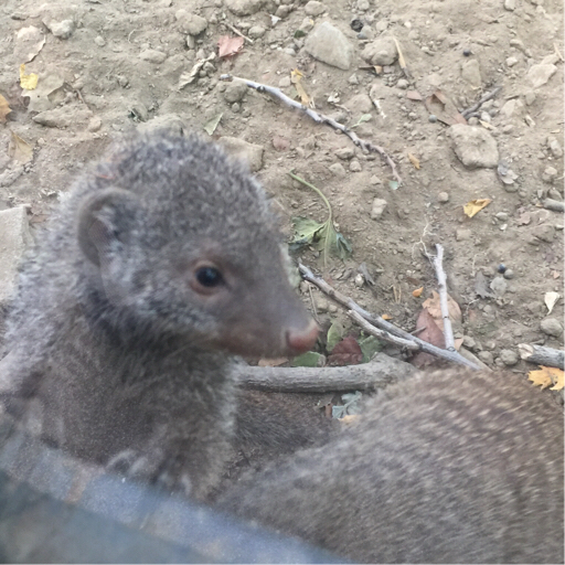 亚洲的非洲獴 