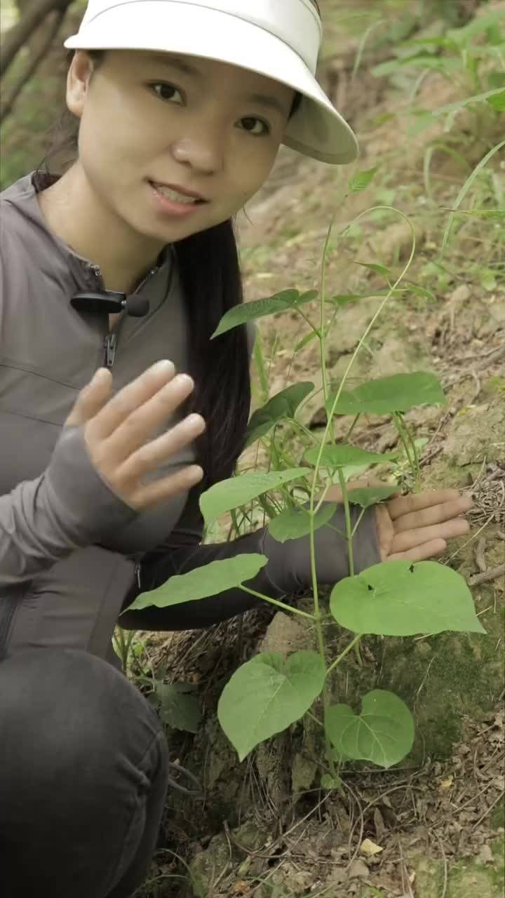 牛皮消--消除厚如牛皮的疣赘牛皮消