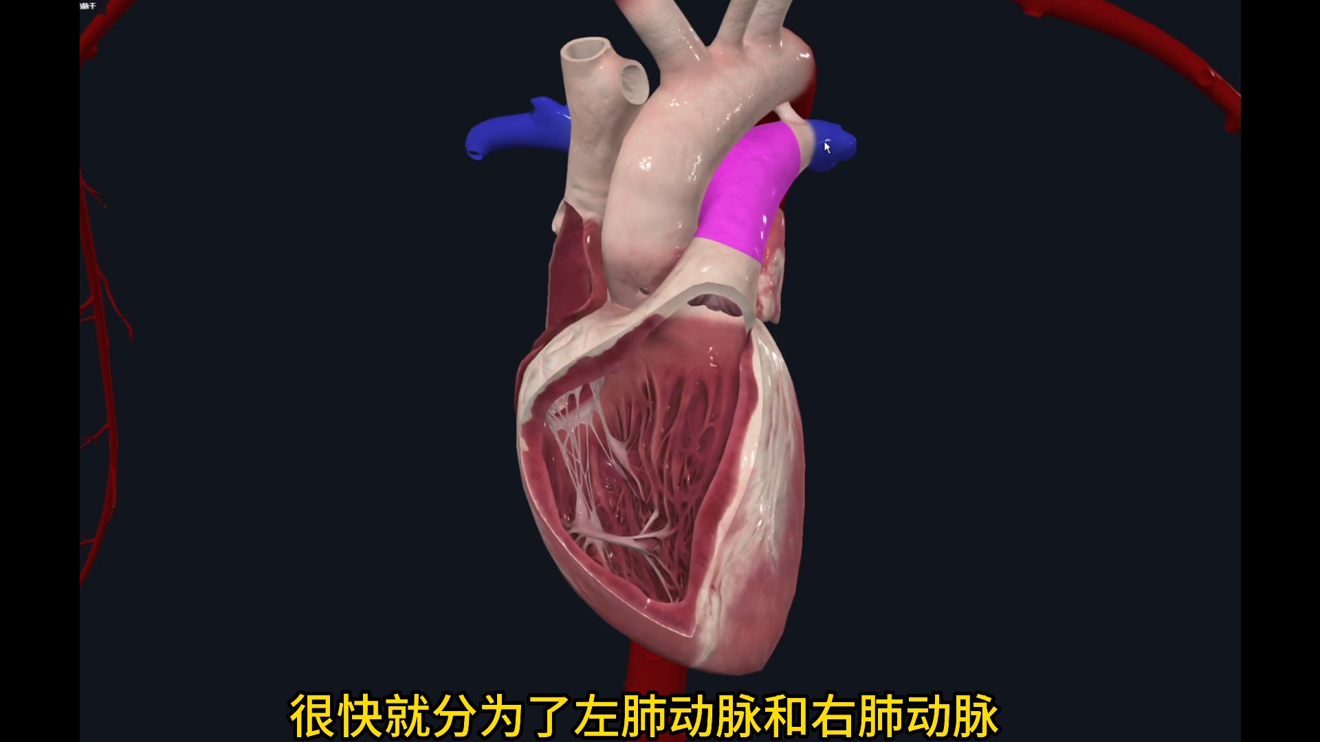 心脏大血管的解剖结构与循环