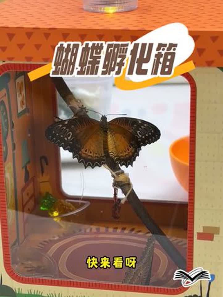 亲眼见证蝴蝶破茧成蝶的全过程,感受生命的奇妙,大自然的神奇,这样的.