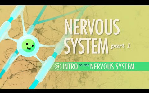 【10分钟速成课:解剖与生理】第8集 - 神经系统 part 1 神经系统简介