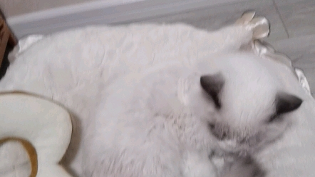 今日舔毛任务进行中