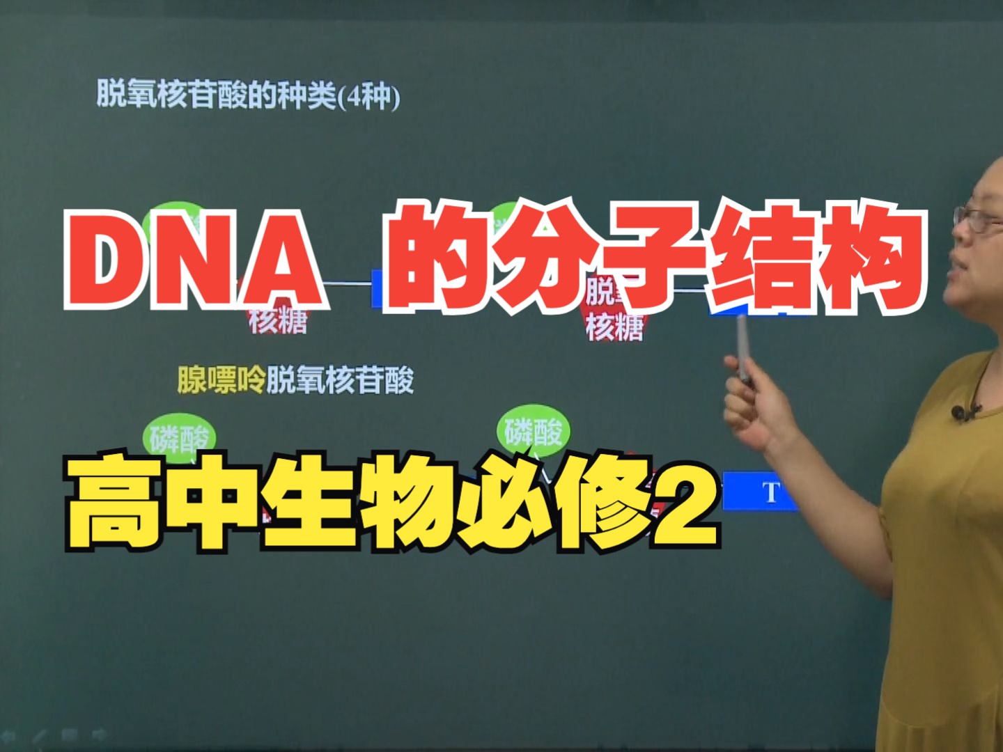 高中生物必修2_ 14、DNA 的分子结构