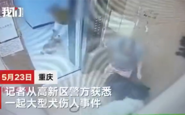 两只大型犬在电梯里疯狂撕咬 狗主人拼命拉拽结果悲剧了
